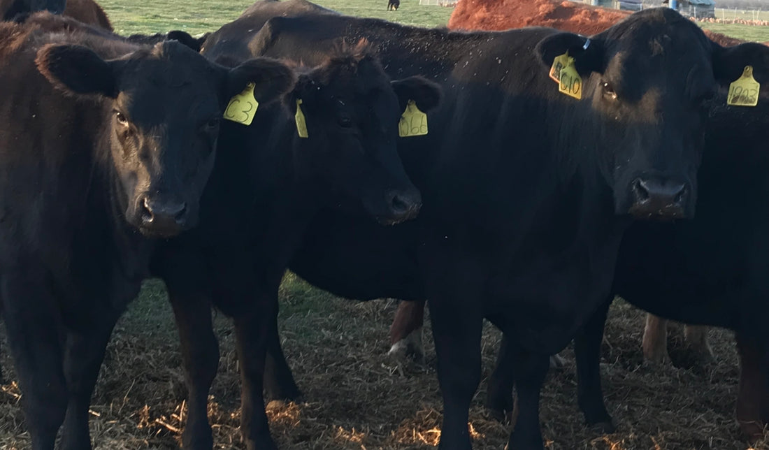The Steward Sustainable Farm – The Steward Farm
